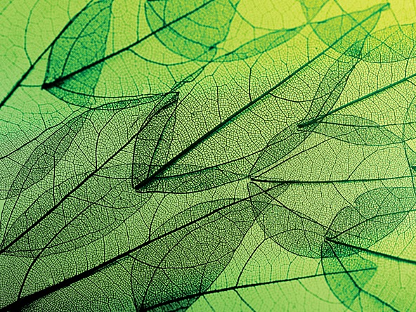 Seeing things clearly: radical transparency and research | Feature ...